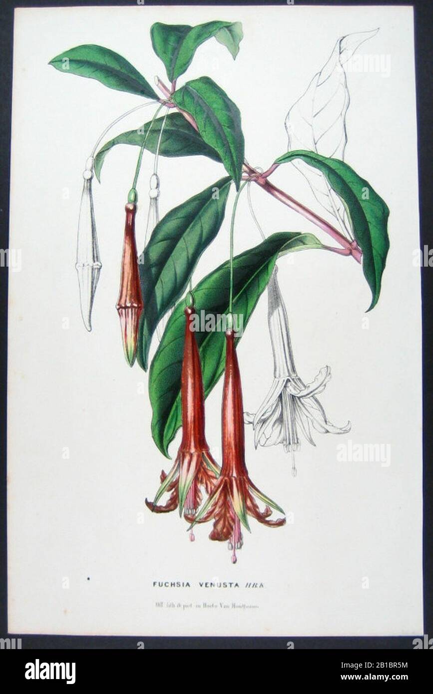 Fuchsia venusta hi-res stock photography and images - Alamy
