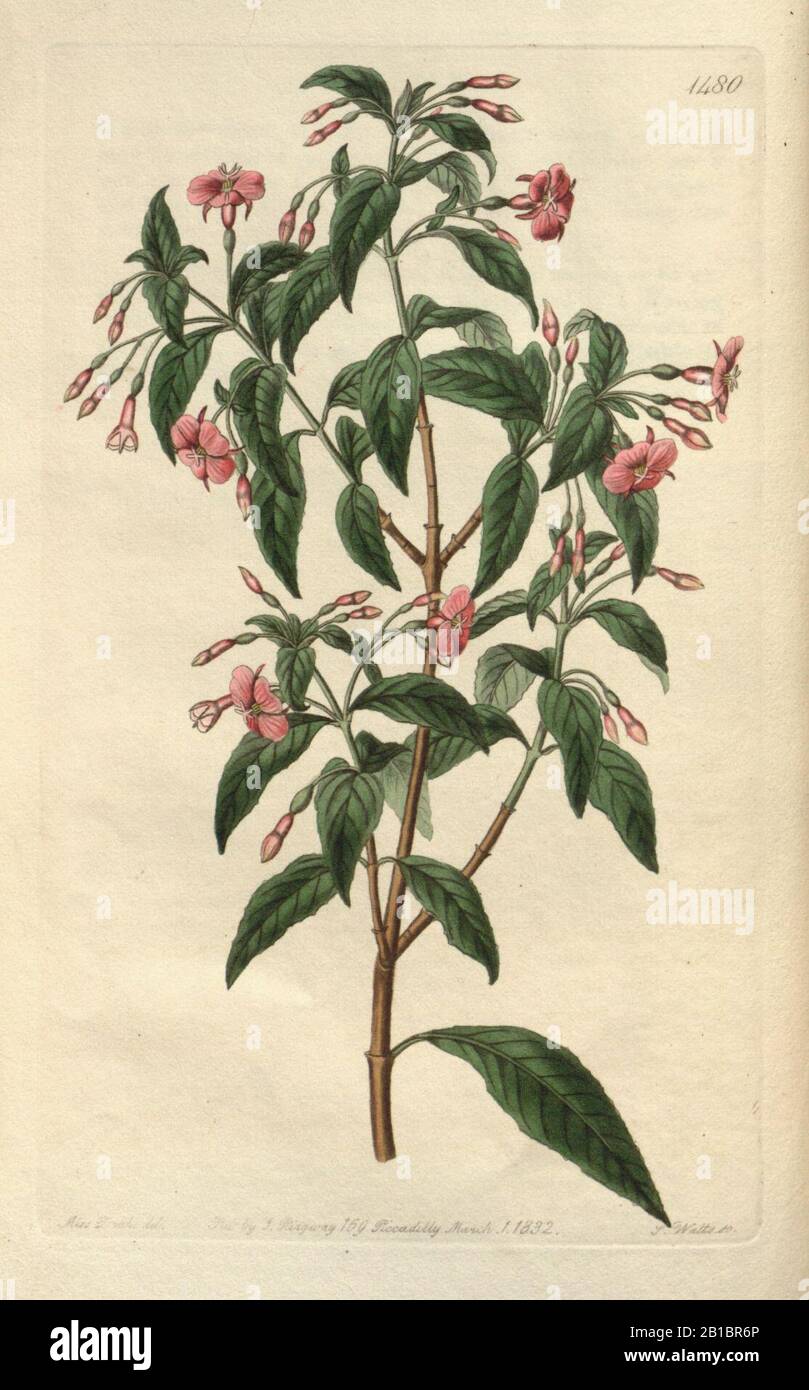 Fuchsia bot hi-res stock photography and images - Alamy