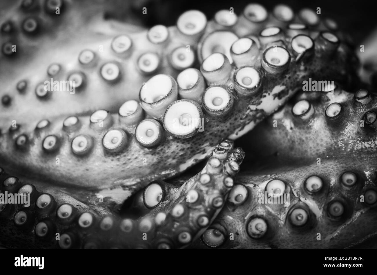 fresh mix seafood within the fish market - octopus, shells, oysters ...