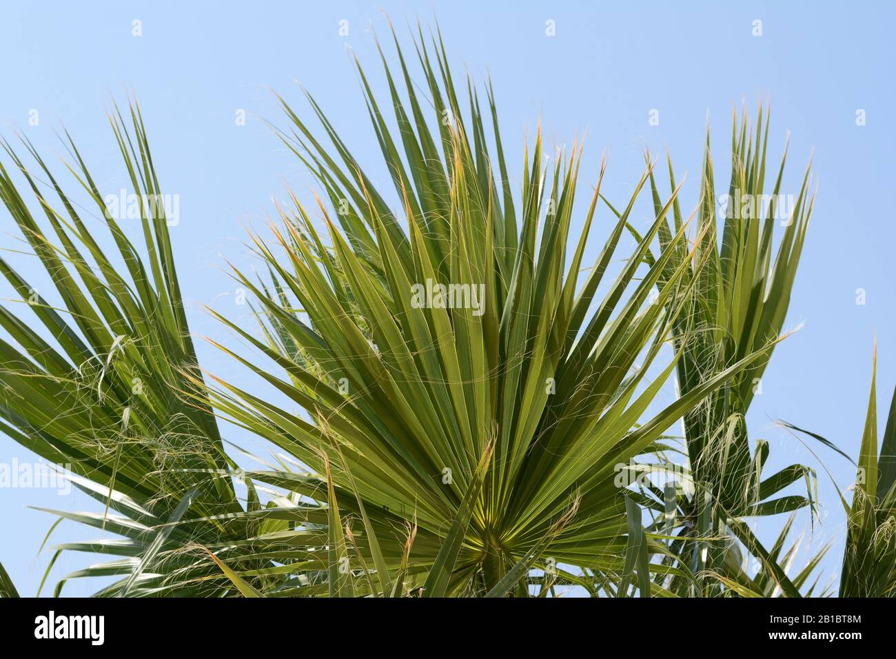 Beautiful palm tree tops on blue sky background Stock Photo - Alamy