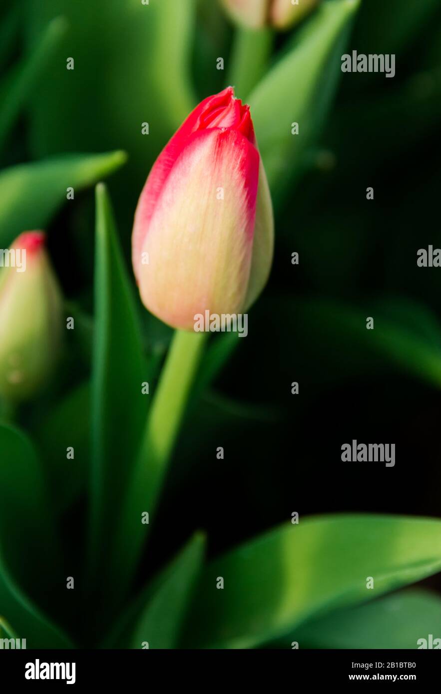 Beautiful Tulips, spring flowers grown in a greenhouse.Spring flowers ...