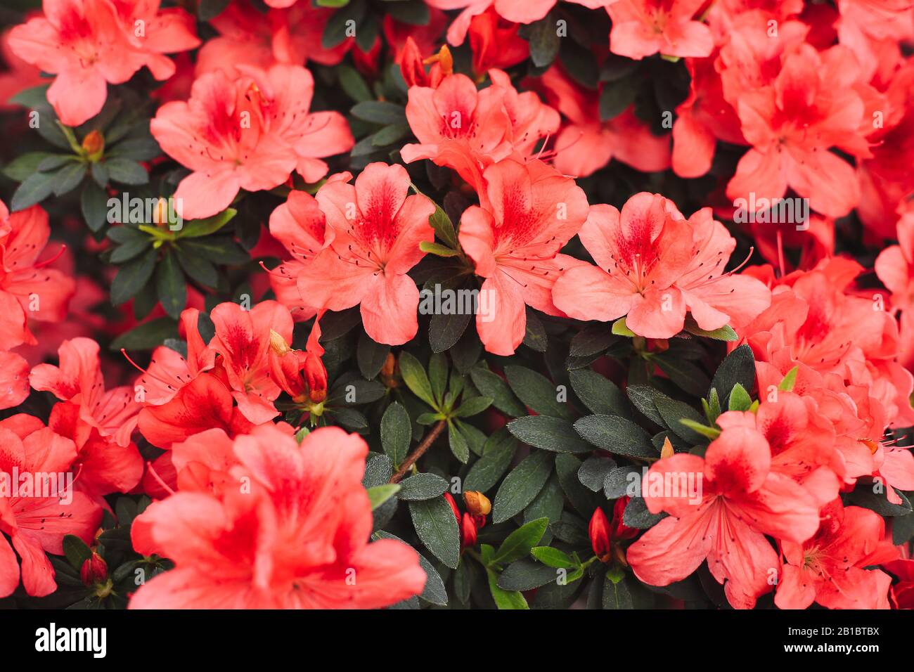 Azalea, beautiful flower blossom in a park. Flower background Stock ...