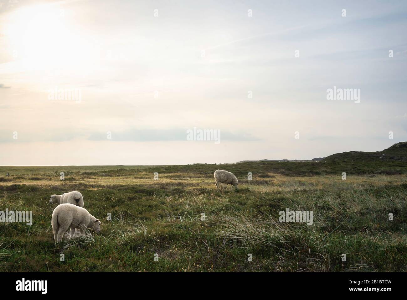 Northern sheep with lambs grazing on pasture with green moss, on Sylt ...