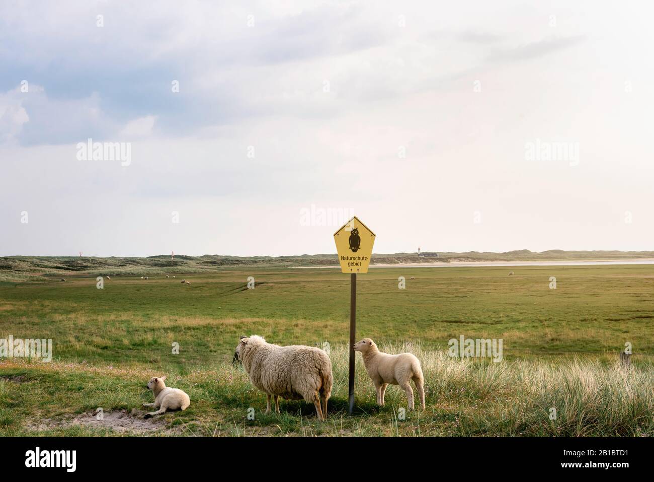Sheep in protected area hi-res stock photography and images - Alamy