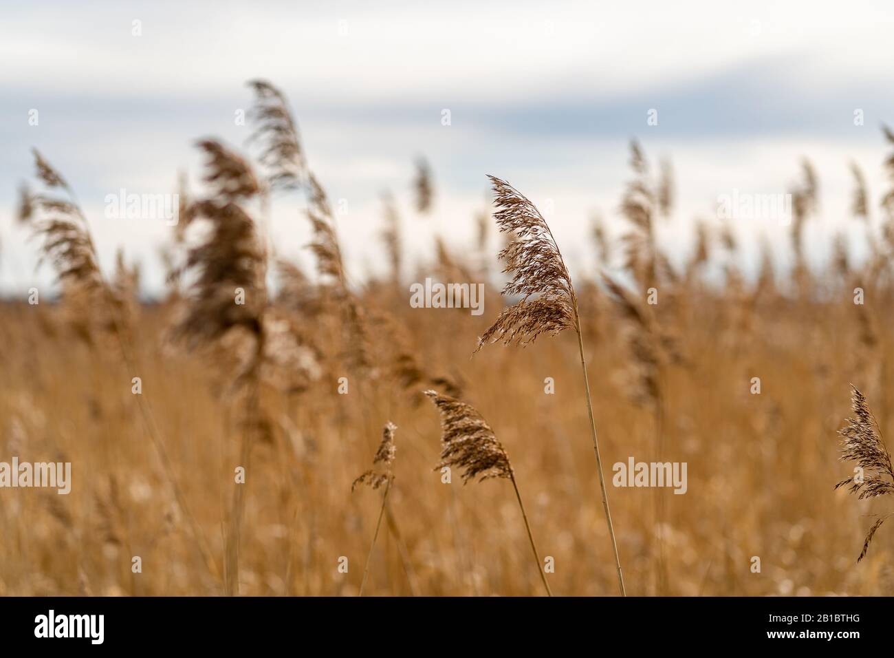 Field of reeds with lake and mountains in background Stock Photo - Alamy