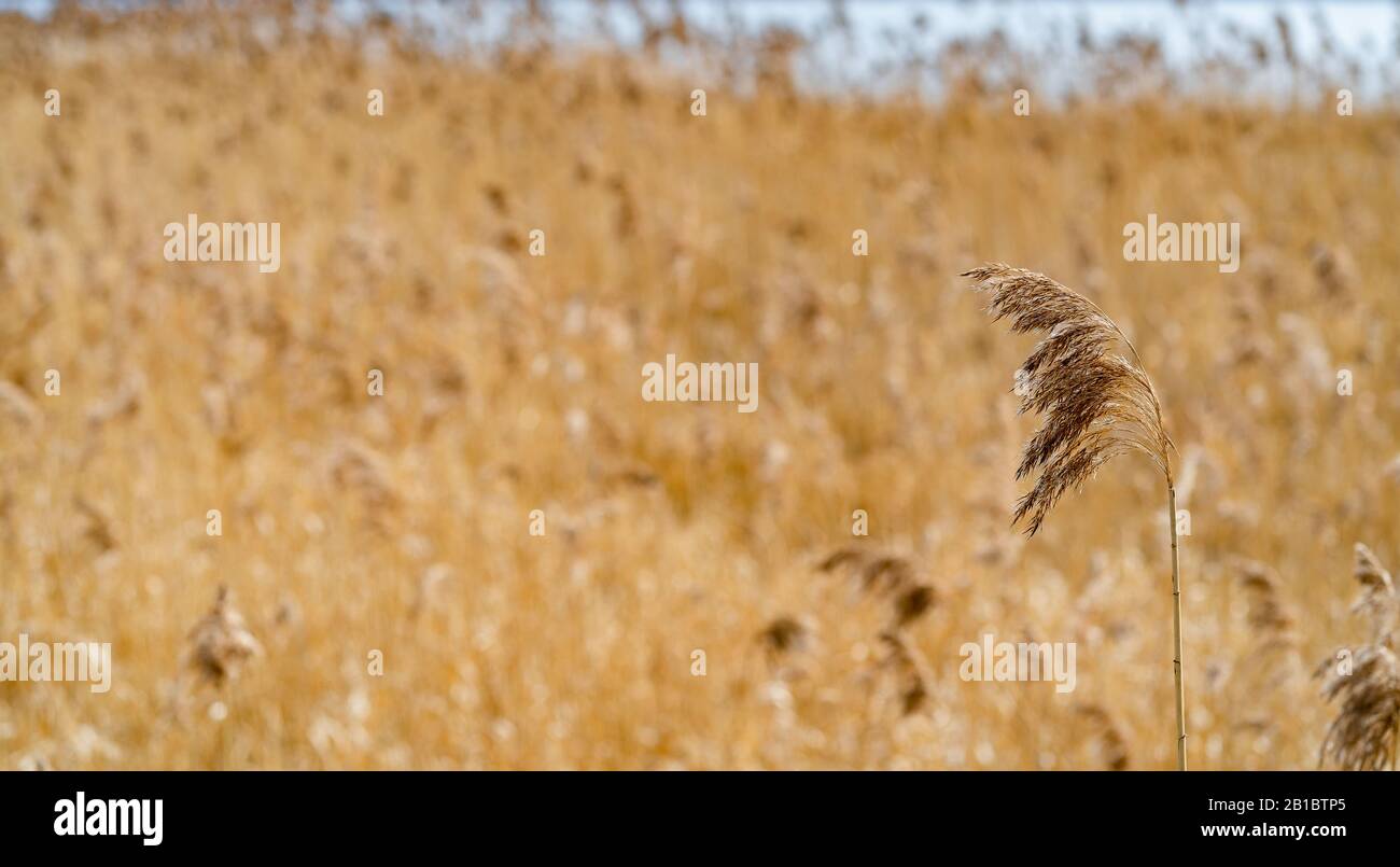 Dry field grass in front hi-res stock photography and images - Alamy