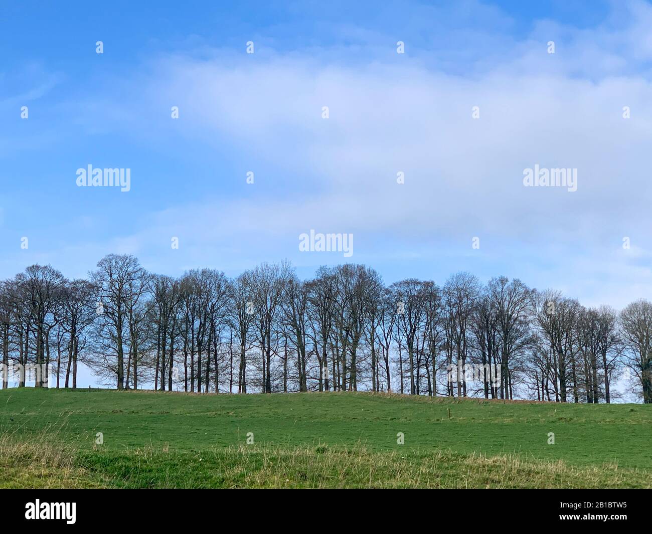 Trees without leaves on a farm land against a blue sky. Winter ...