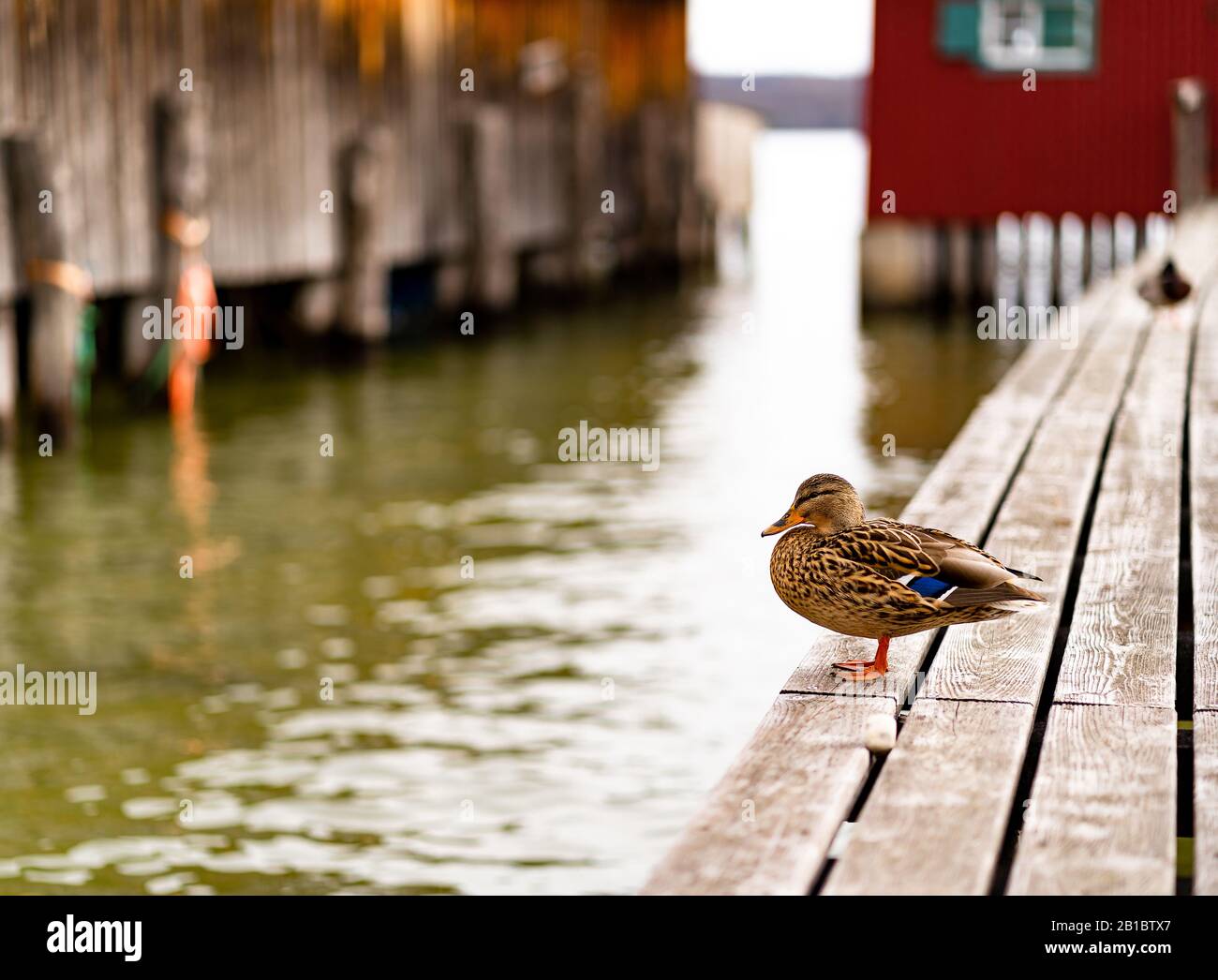 Duck on bridge boat hi-res stock photography and images - Alamy