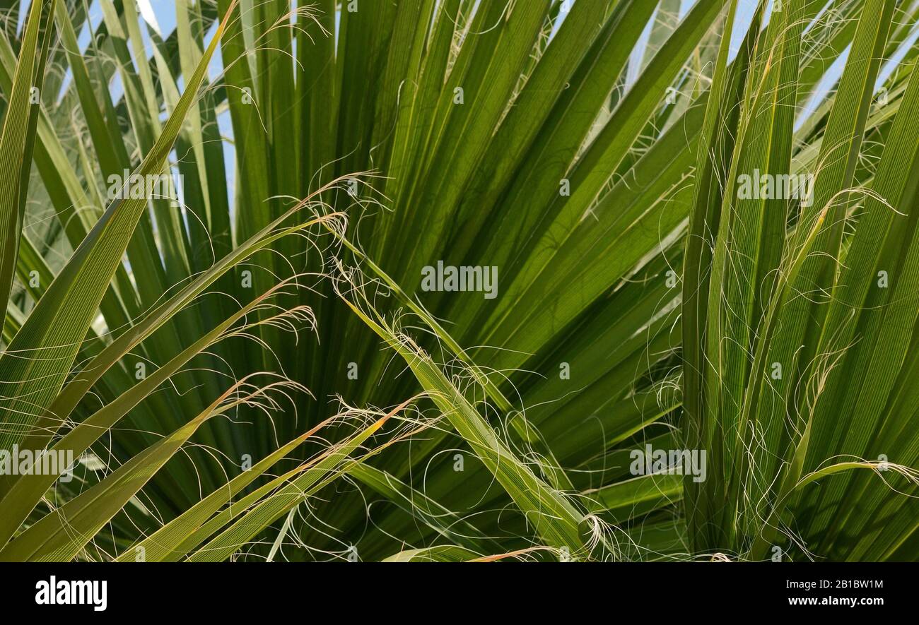 Beautiful palm tree tops on blue sky background Stock Photo - Alamy