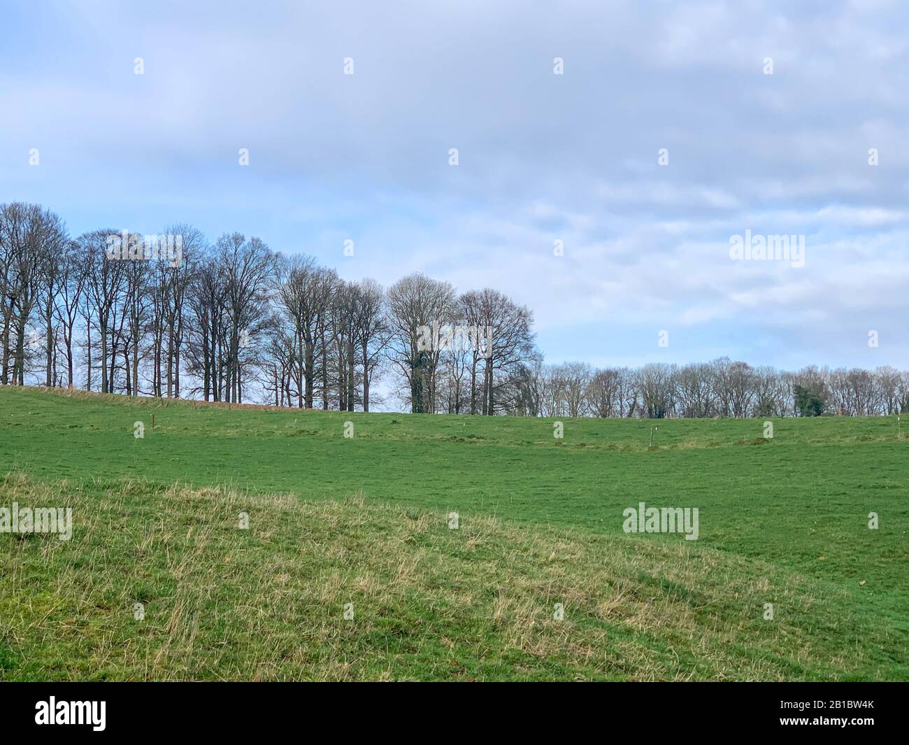 Trees without leaves on a farm land against a blue sky. Winter ...