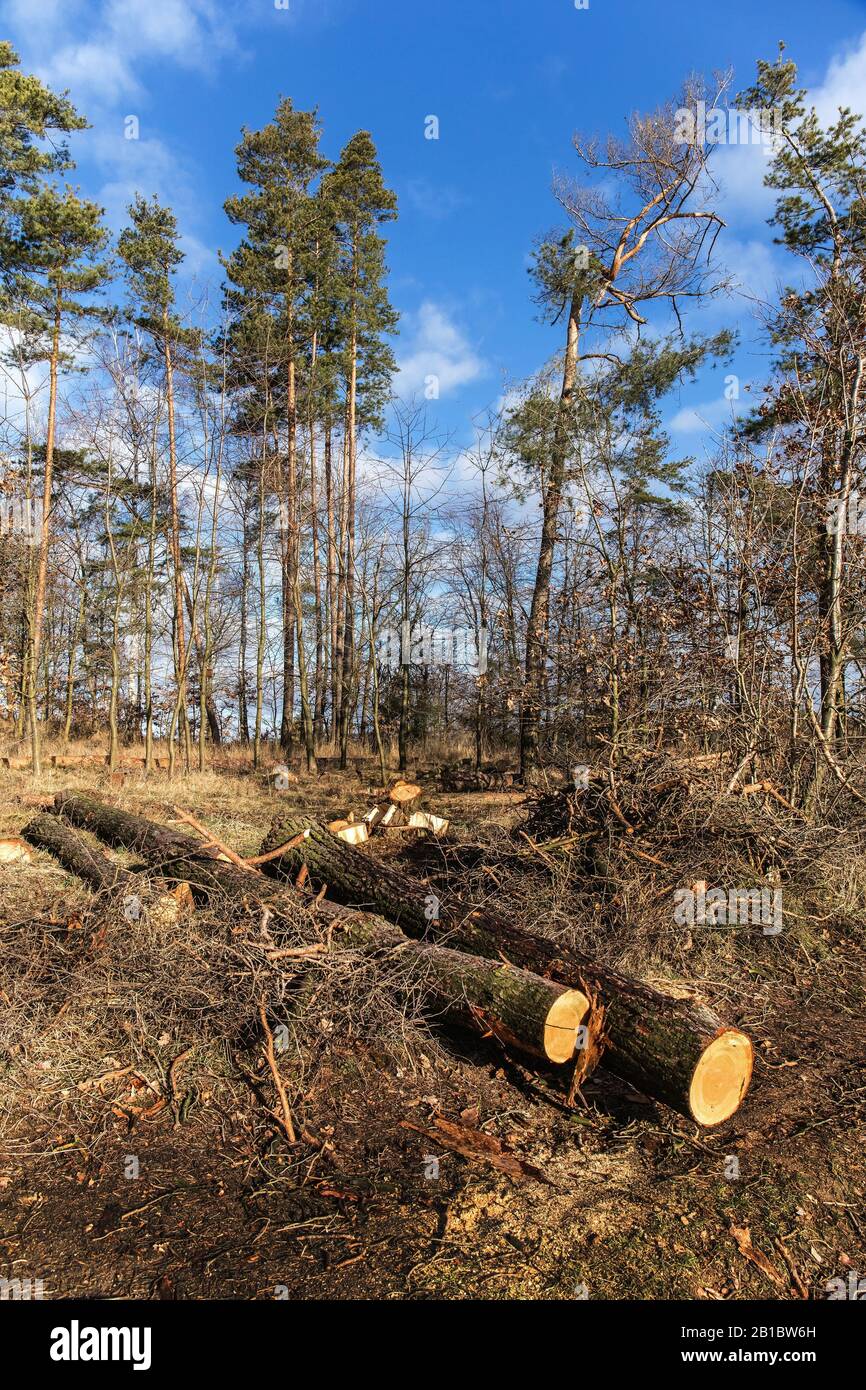 Felled pines on the edge of the forest. Logging. firewood for heating ...