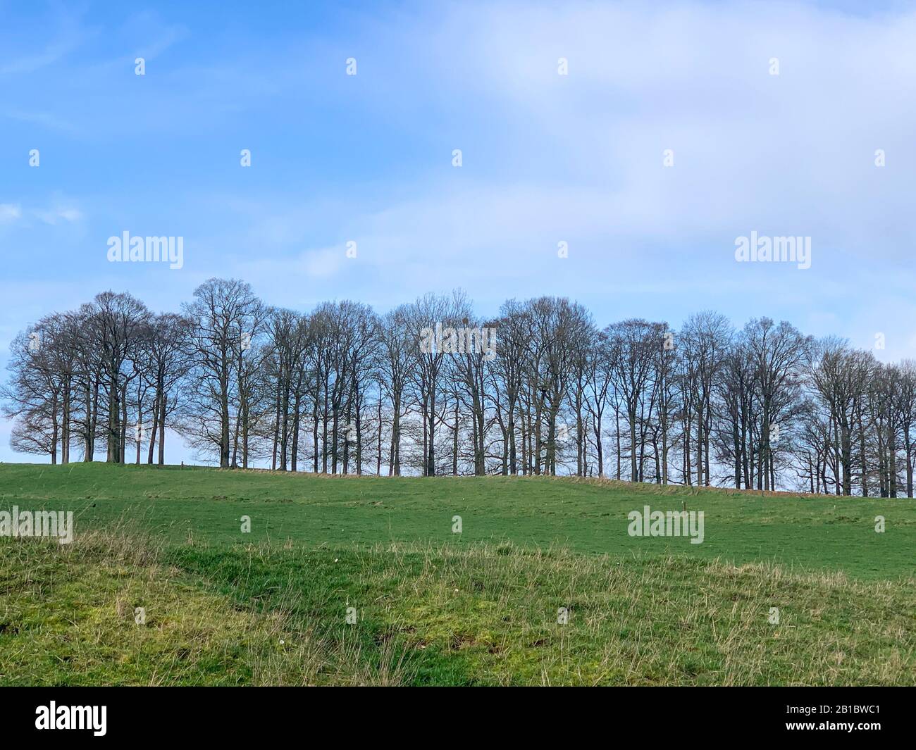 Trees without leaves on a farm land against a blue sky. Winter ...
