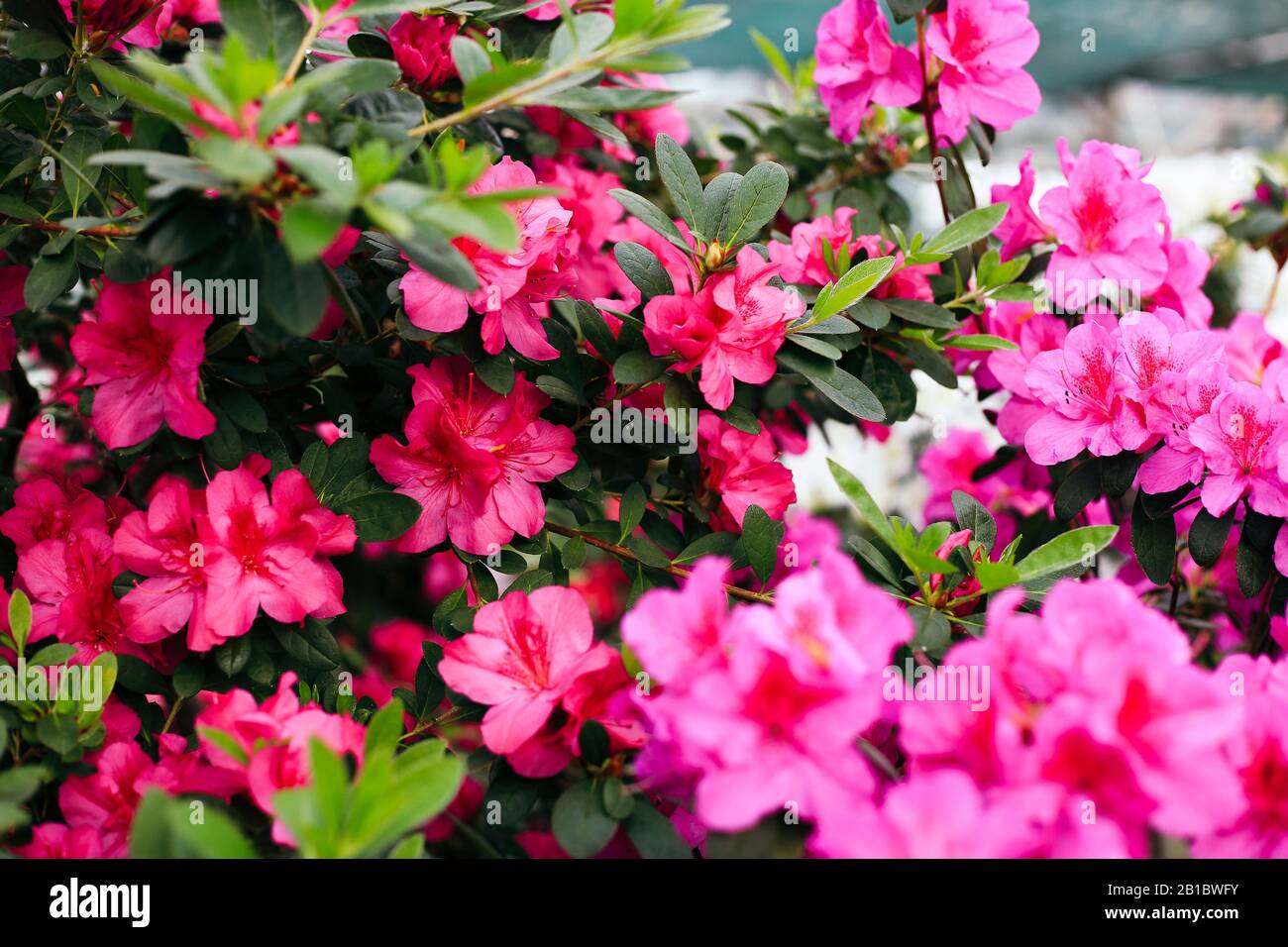 Azalea, beautiful flower blossom in a park. Flower background Stock ...