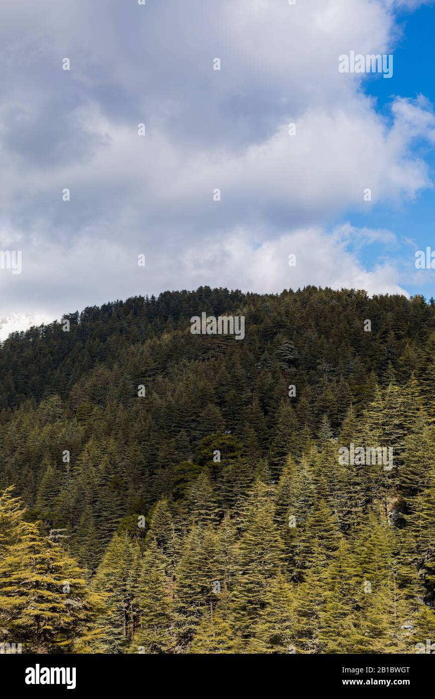 African cedar cedrus atlantica hi-res stock photography and images - Alamy