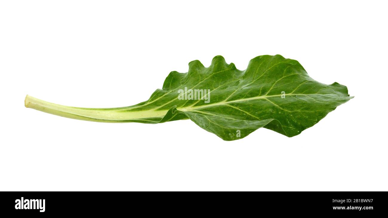 Fresh organic chard isolated on white. Chard (Beta vulgaris subsp ...