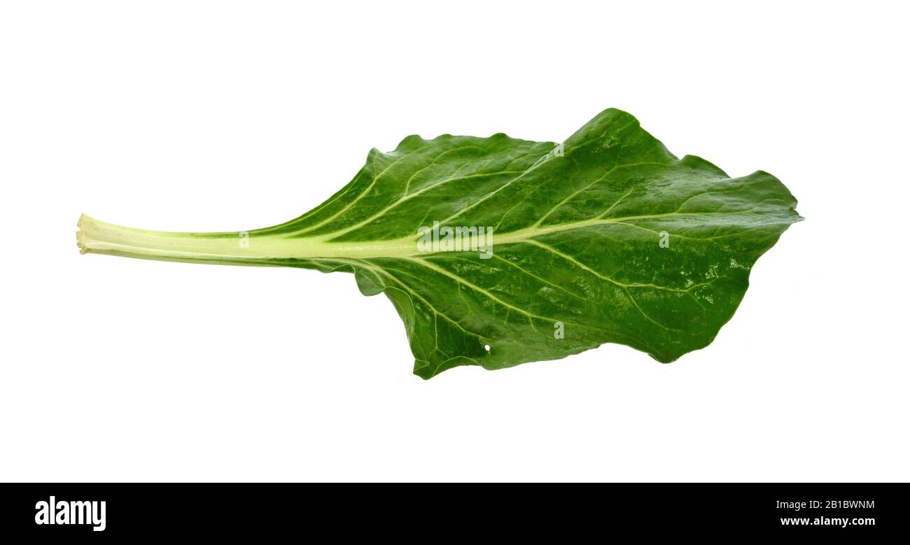 Fresh organic chard isolated on white. Chard (Beta vulgaris subsp ...