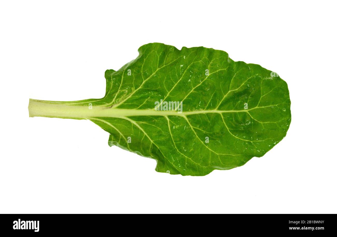 Fresh organic chard isolated on white. Chard (Beta vulgaris subsp ...