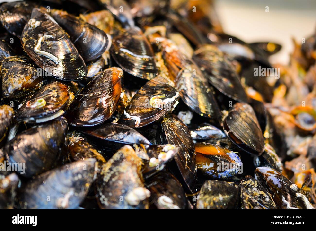 fresh mix seafood within the fish market - octopus, shells, oysters ...