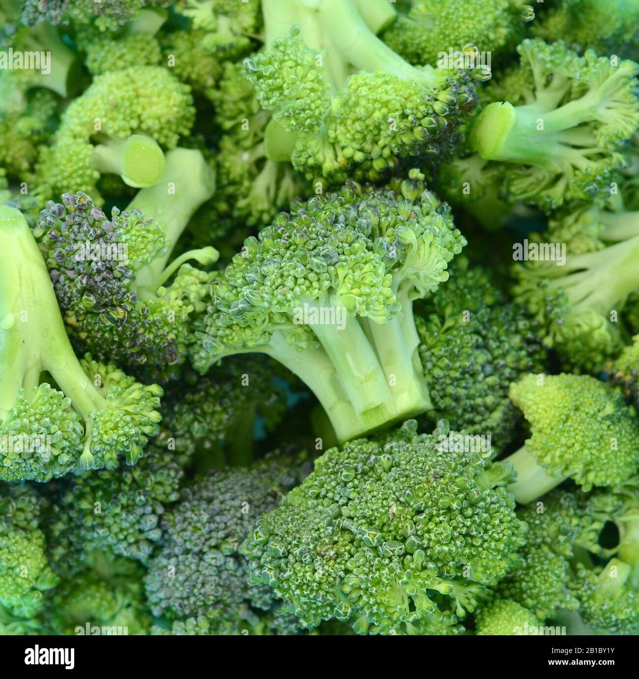 Closeup Green Broccoli texture background Stock Photo - Alamy
