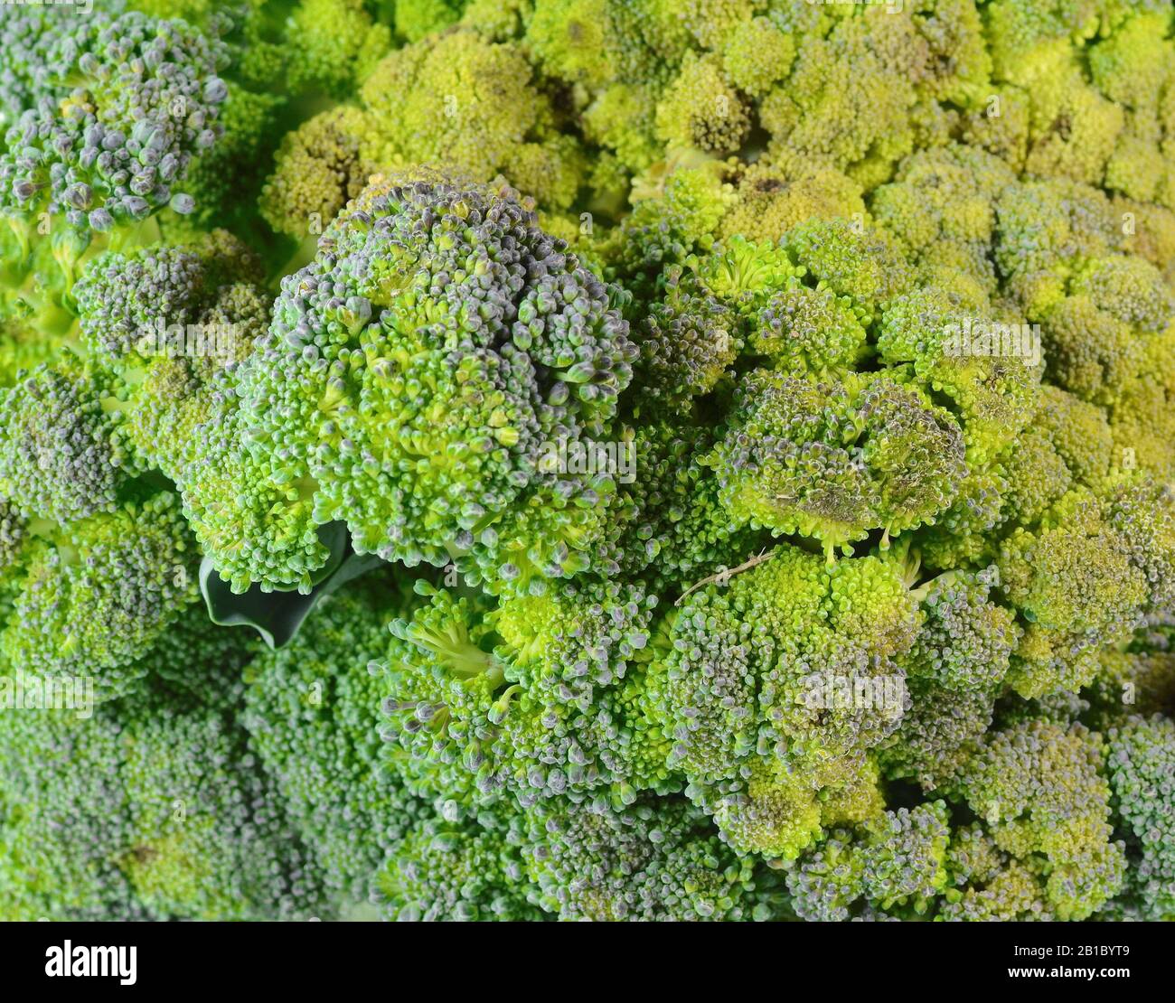 Closeup Green Broccoli texture background Stock Photo - Alamy