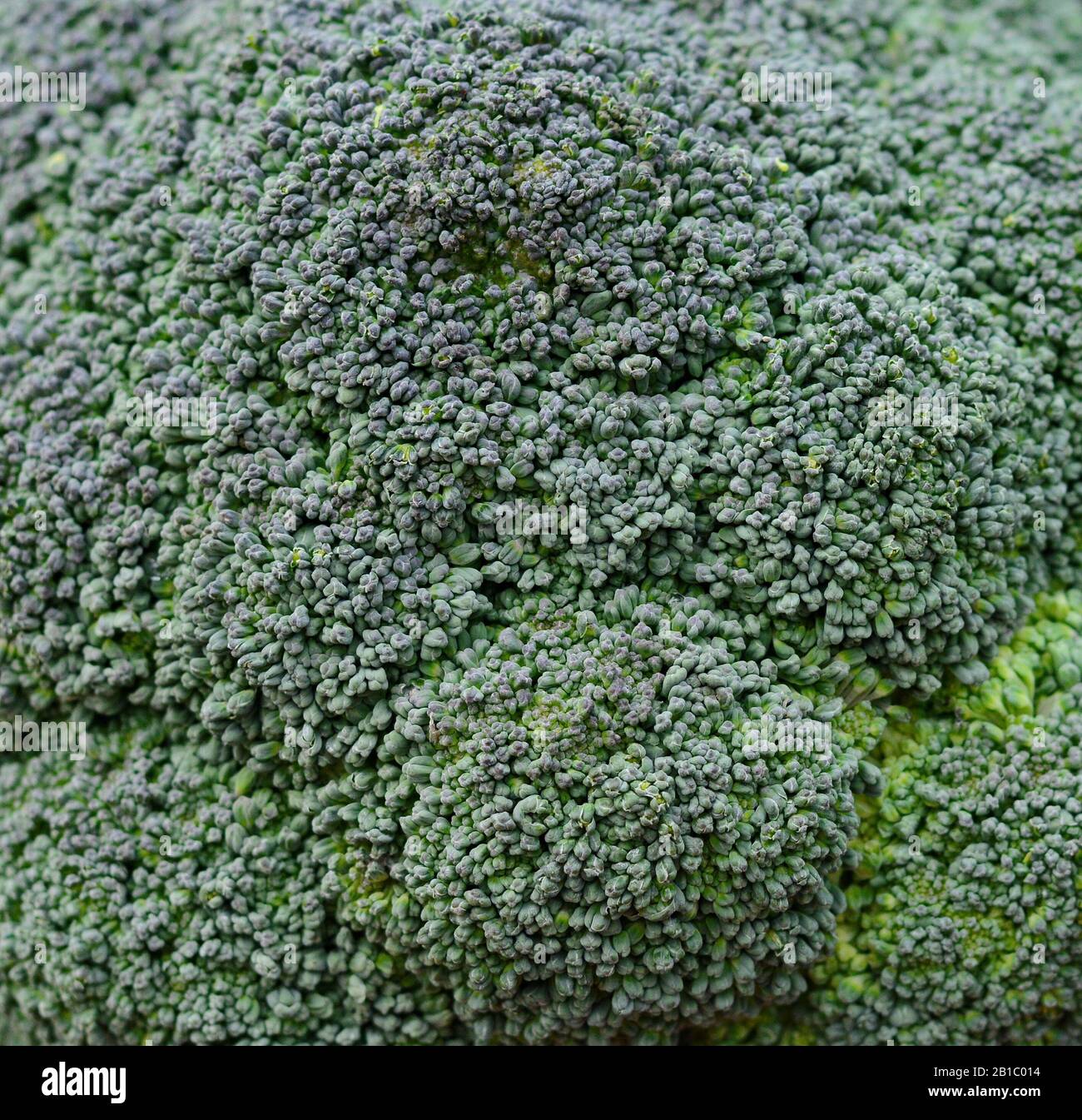 Closeup Green Broccoli texture background Stock Photo - Alamy