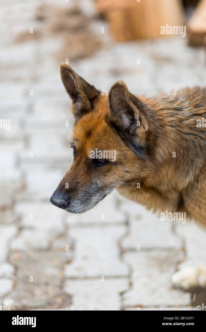 Belgian wolf dog head portrait in Turkey Stock Photo - Alamy
