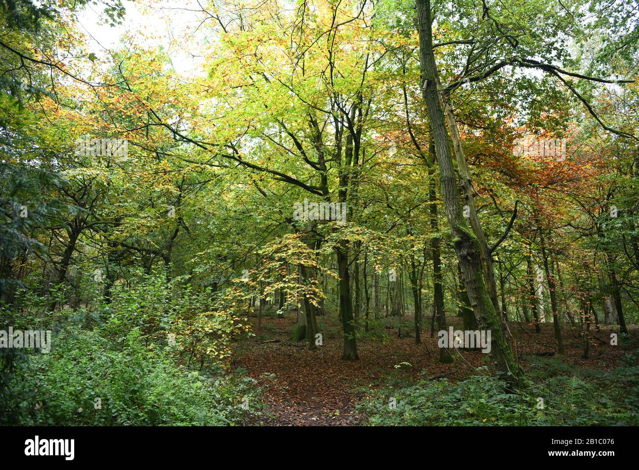 Woodland in the grounds at Keele University, Staffordshire, England ...