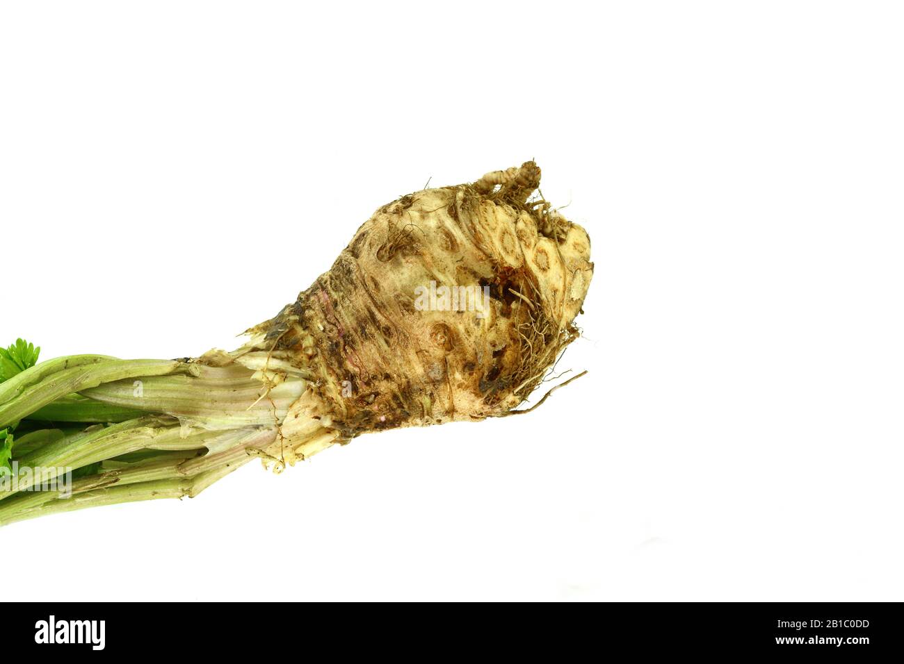Fresh celery root with leaf isolated on white background Stock Photo ...