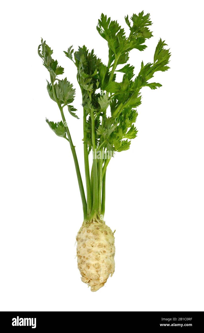 Fresh celery root with leaf isolated on white background Stock Photo ...