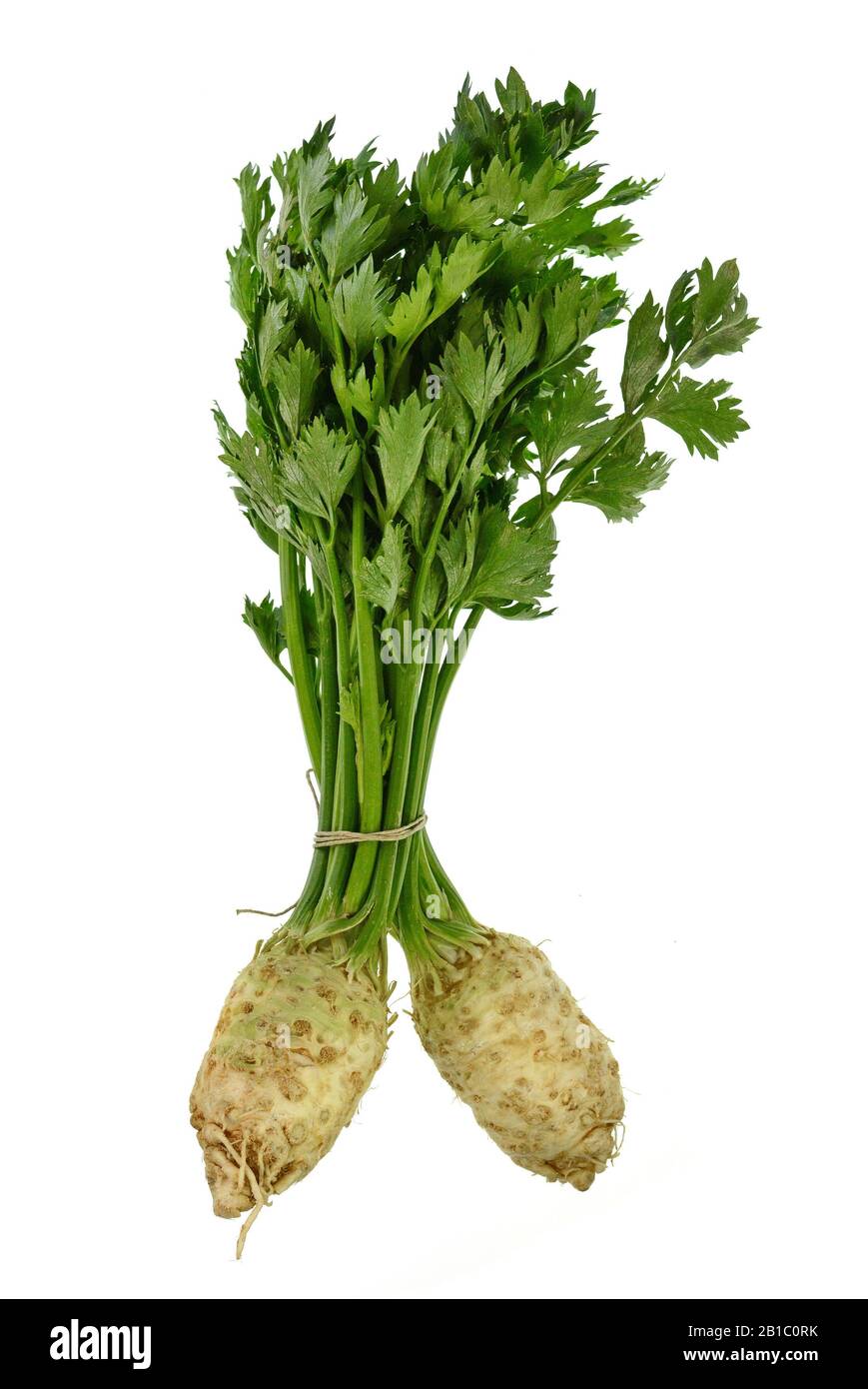 Fresh celery root with leaf isolated on white background Stock Photo ...