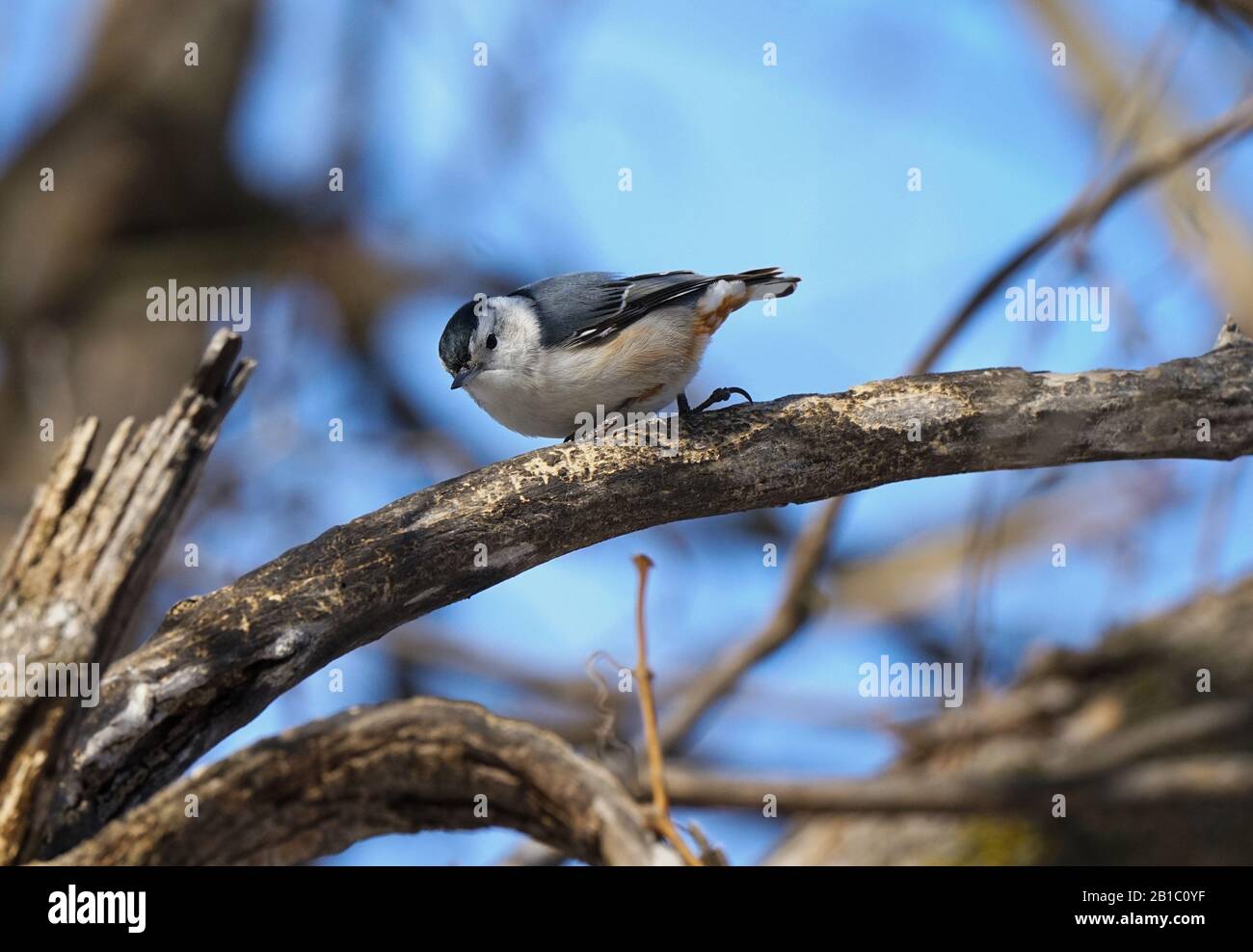 White bird plumage hi-res stock photography and images - Alamy