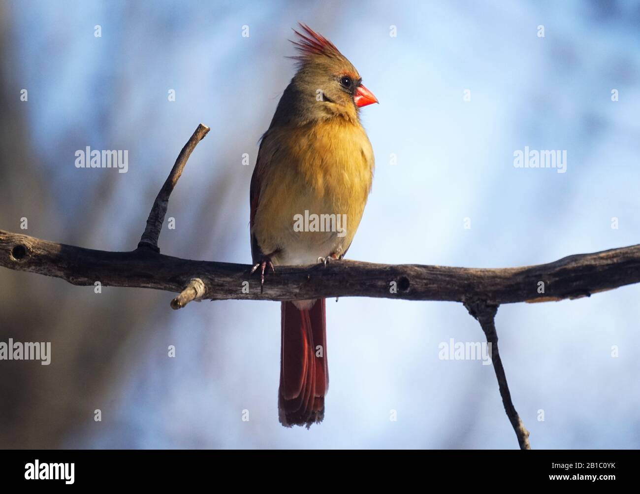 Female cardinal bird hi-res stock photography and images - Alamy