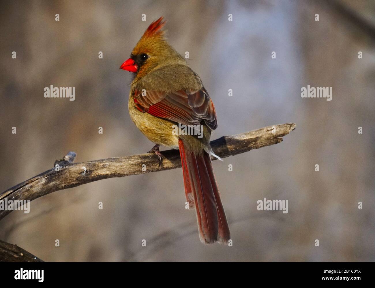 Montreal,Quebec,Canada,February 24,2020.Female Cardinal bird during ...