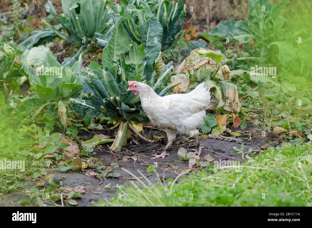 Chicken in bio farm. Free range chicken. View of floral pasture with ...
