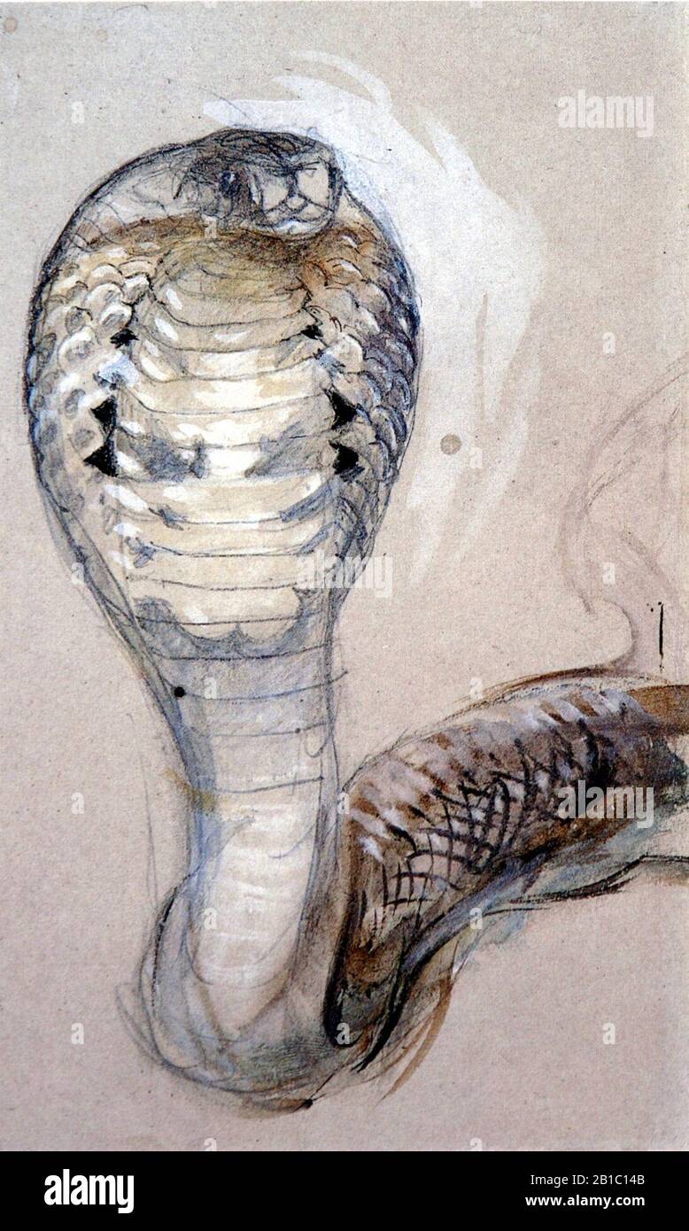 Full cobra hi-res stock photography and images - Alamy