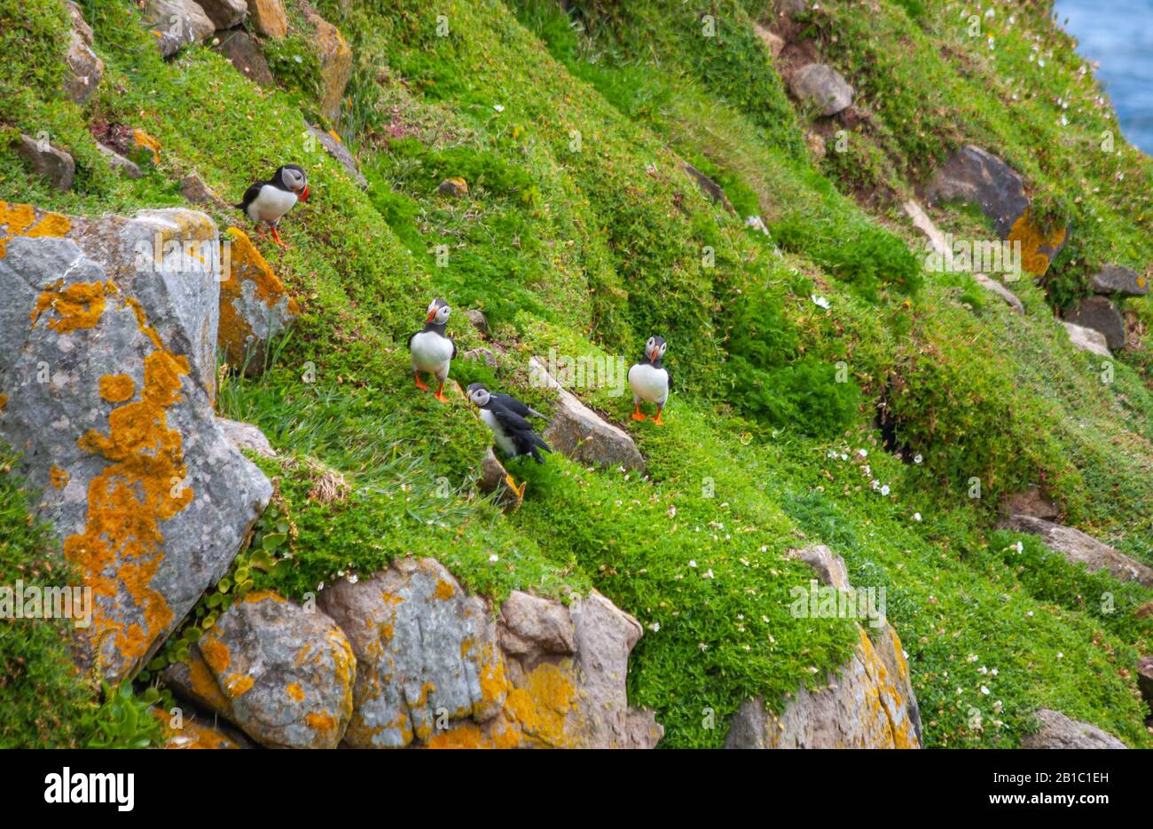 Atlantic puffins, Fratercula arctica, four seabirds, on grass cliff ...