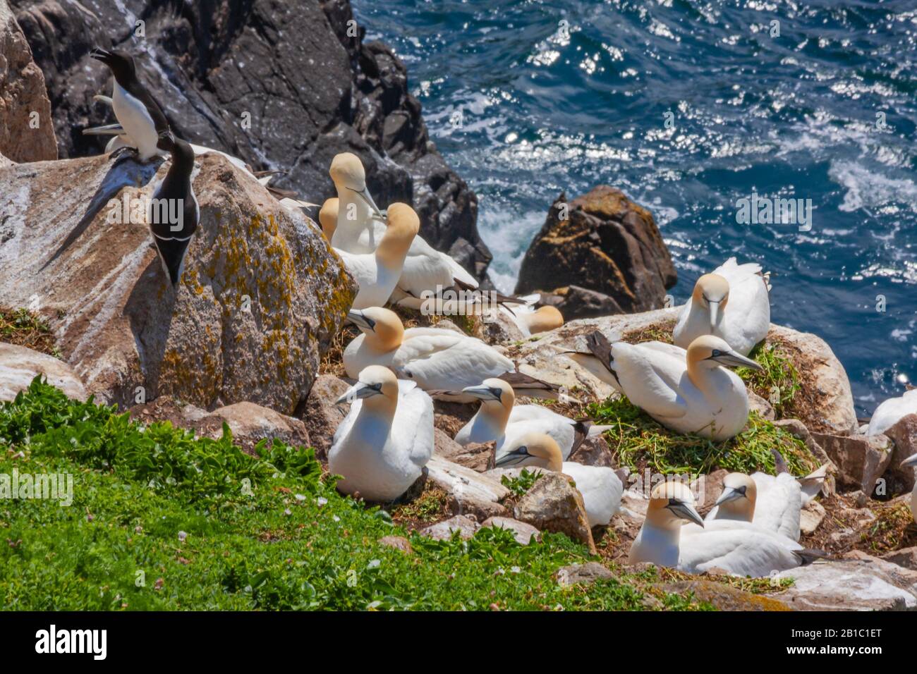 Gannet bird colony (Morus bassanus) nesting on rocks at ocean edge ...
