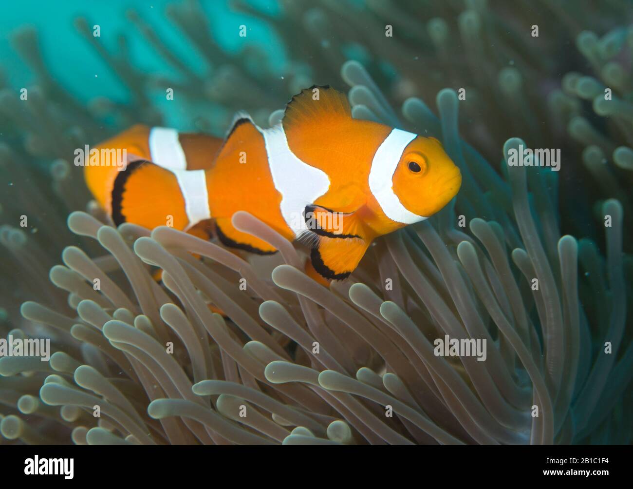 Clowne fish hi-res stock photography and images - Alamy