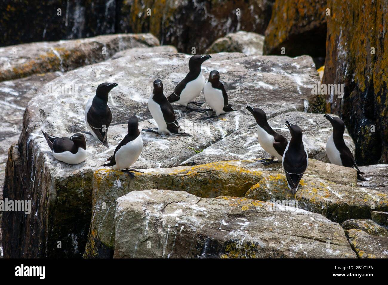 Irish seabirds hi-res stock photography and images - Alamy