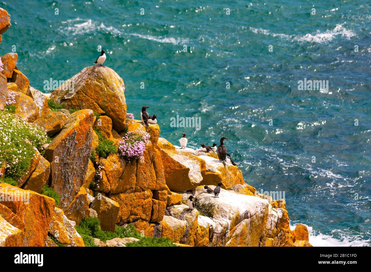Seabirds on yellow Sunburst lichen covered rocks (Xanthoria elegans ...