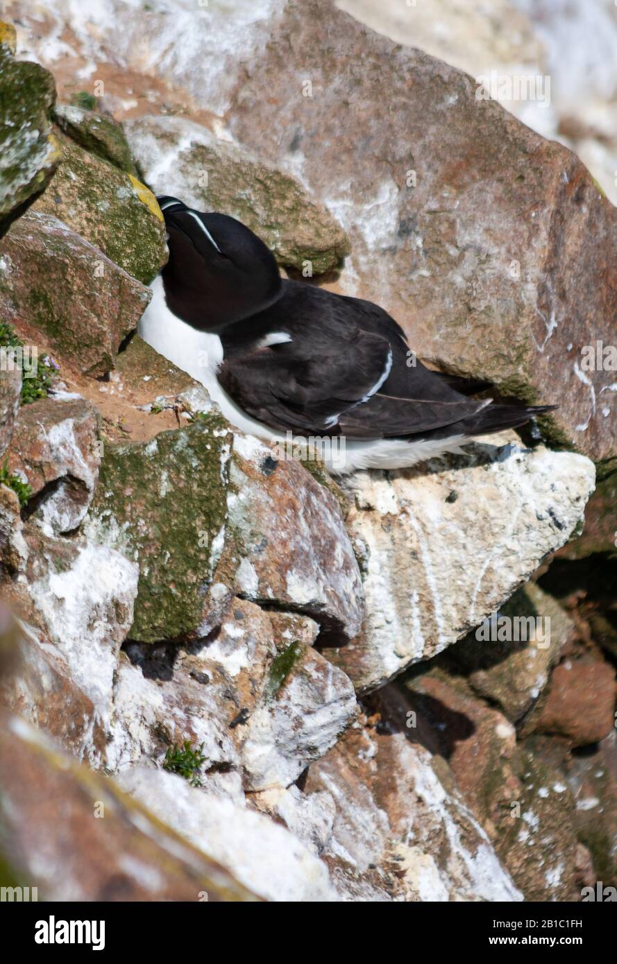 Razorbill or Lesser Auk (Alca torda), curled up on rocky cliff ledge at ...