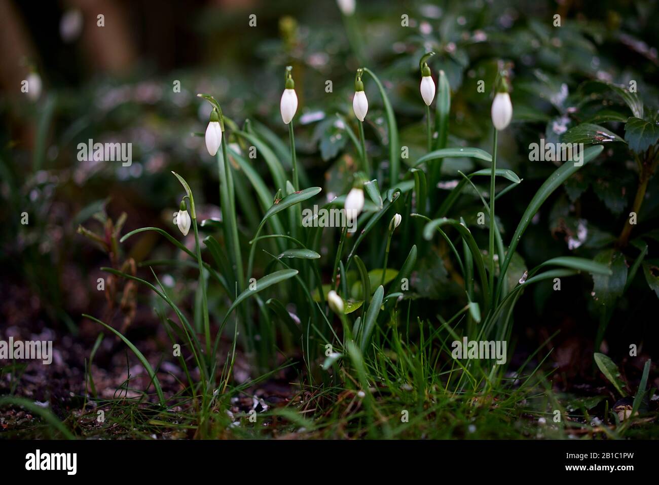 Spring snowdrops macro hi-res stock photography and images - Alamy