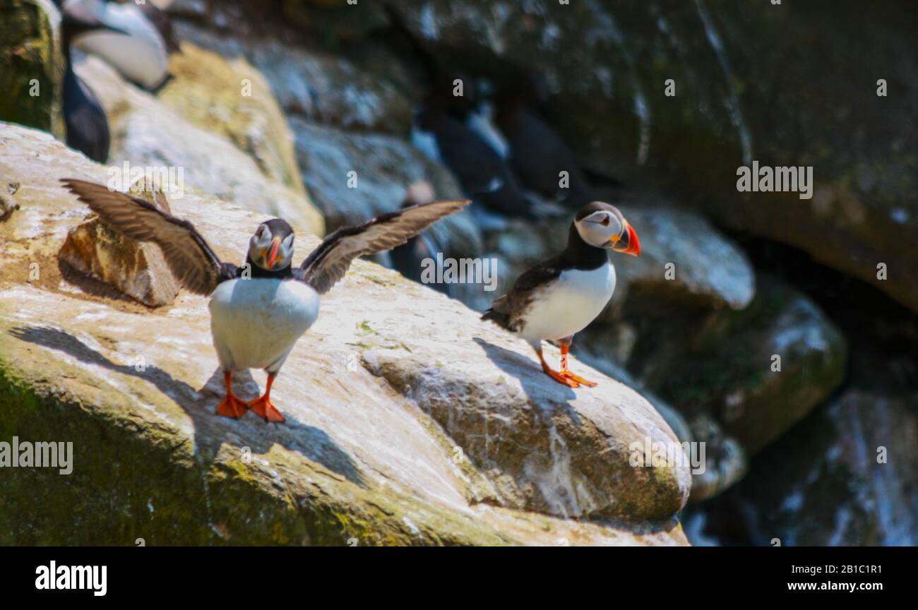 Two adorable puffins stand on hi-res stock photography and images - Alamy