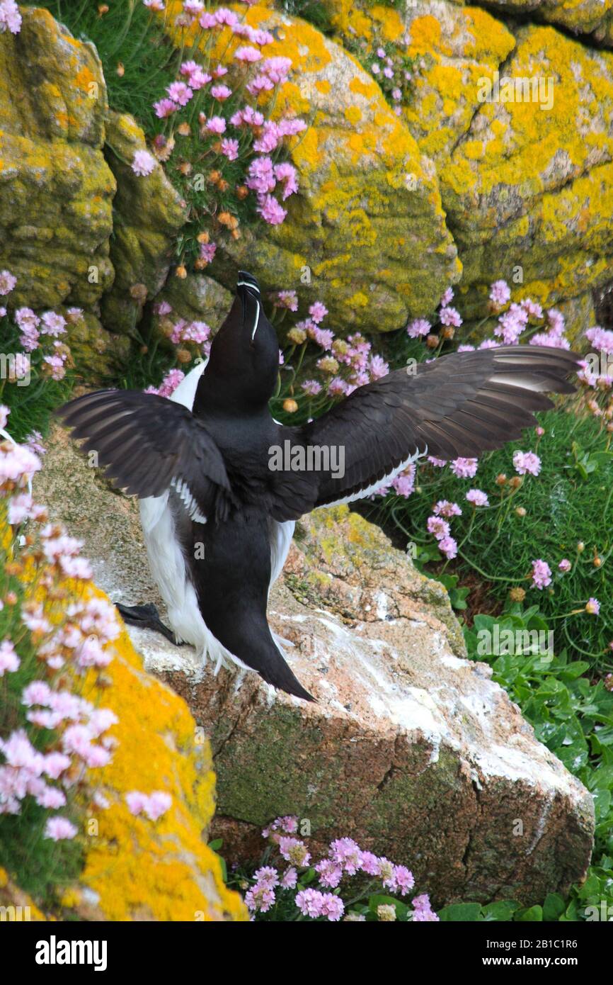 Razorbill or Lesser Auk (Alca torda), standing at edge of rocky cliff ...