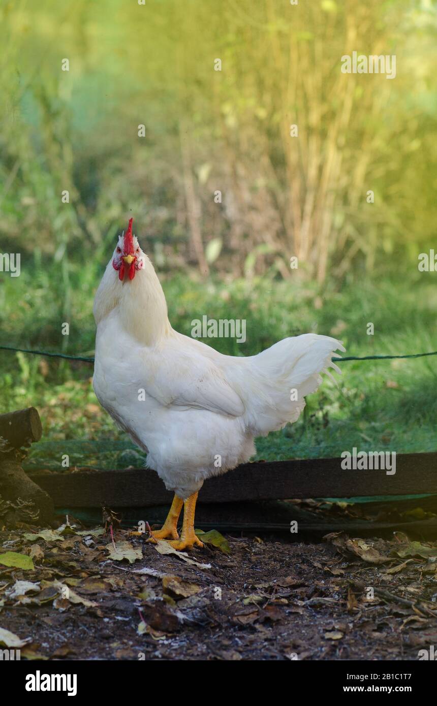 White hen walking in field farm. Chicken on traditional free range farm ...