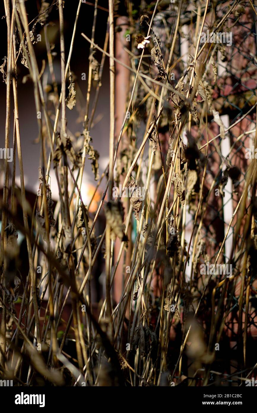 Dried flower stalks hi-res stock photography and images - Alamy