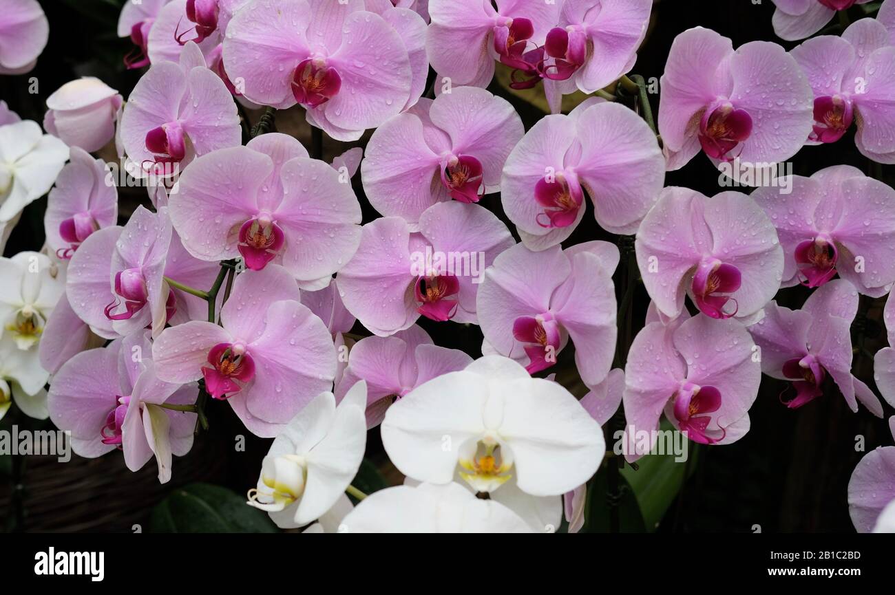 Pink orchids hi-res stock photography and images - Alamy