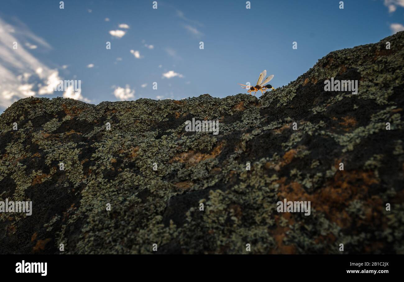Large Australian winged bull ant rests on a granite boulder during its ...