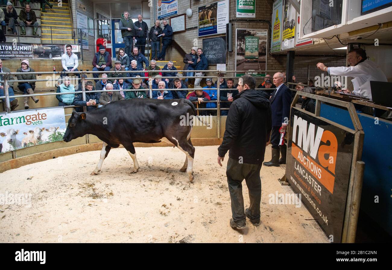 Farmer selling dairy cattle at an auction market, Lancashire, UK Stock ...