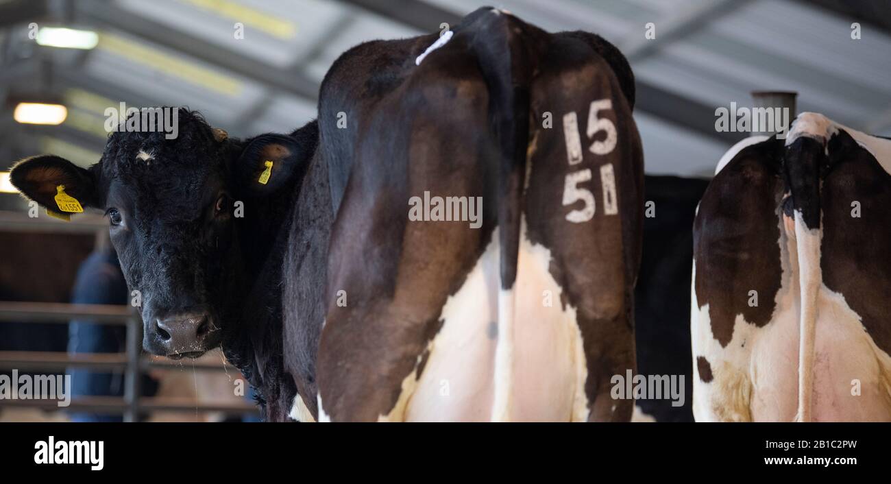 Cows with numbers hi-res stock photography and images - Alamy